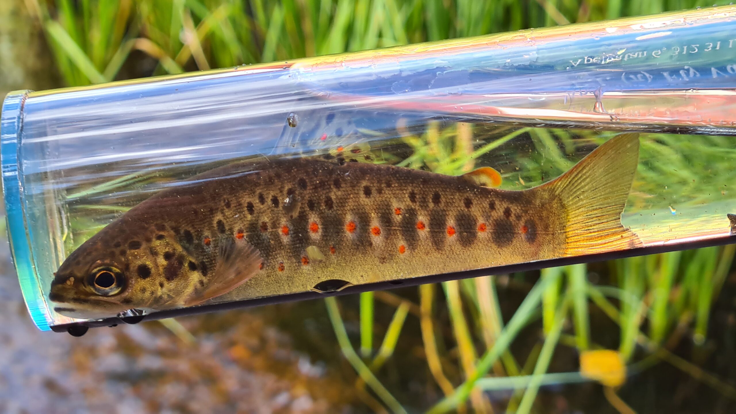Kompletterande fiskundersökningar Vättern - Vättern